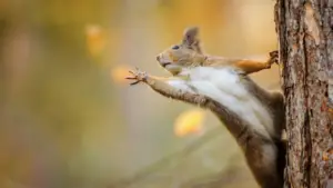 Let Us Chase The Squirrel Lesson Plan – Dynamic Music Room